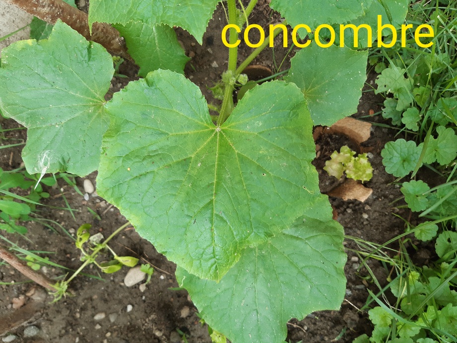 Courges, courgettes, concombres: quelles différences? - Soigner Alzheimer